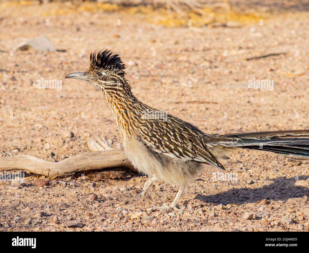 Close up shot of cute Roadrunner on the ground at Las Vegas, Nevada ...