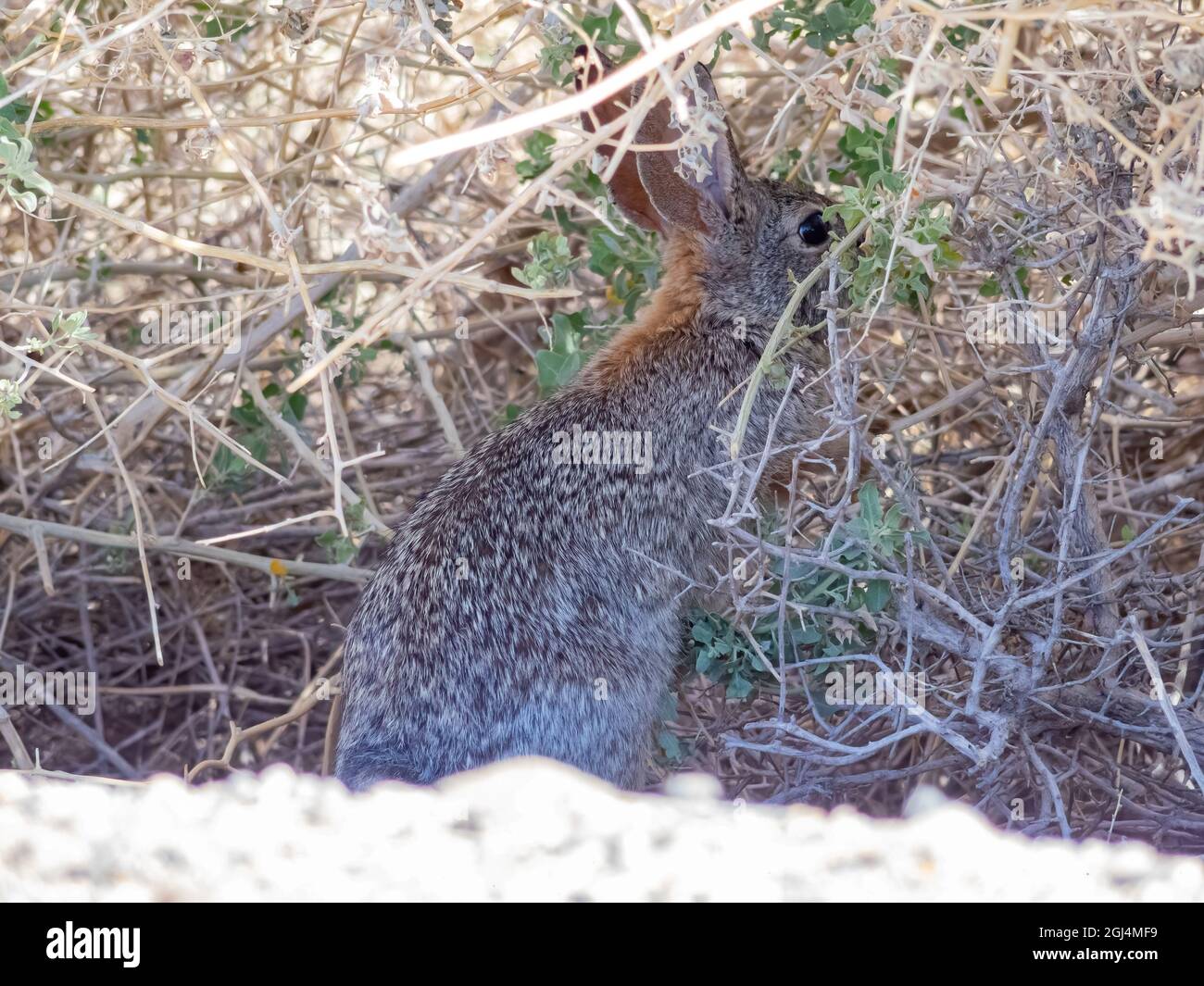 Audubons cottontail rabbits hi-res stock photography and images - Alamy