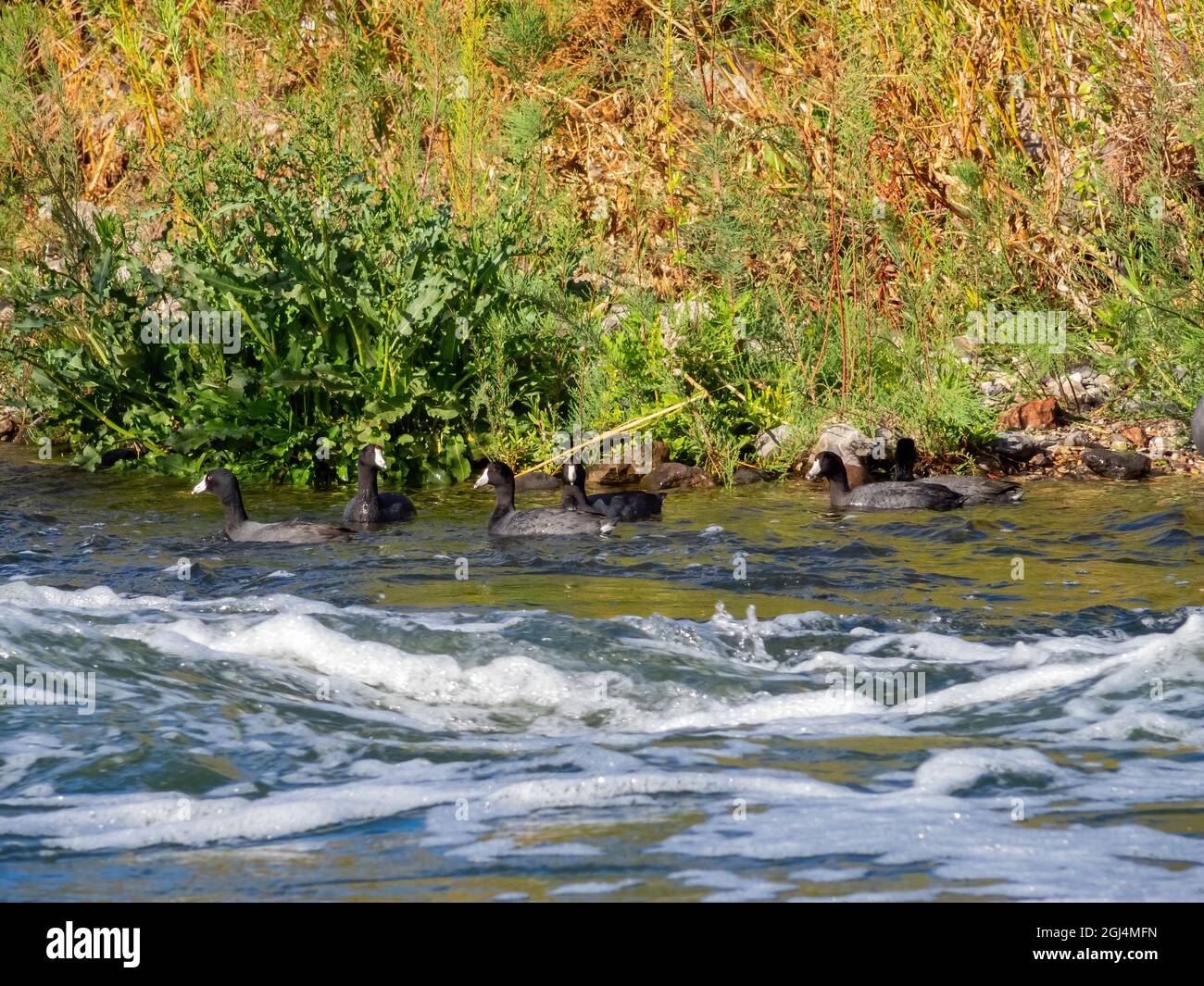 Close up shot of Eurasian coot at Las Vegas, Nevada Stock Photo - Alamy