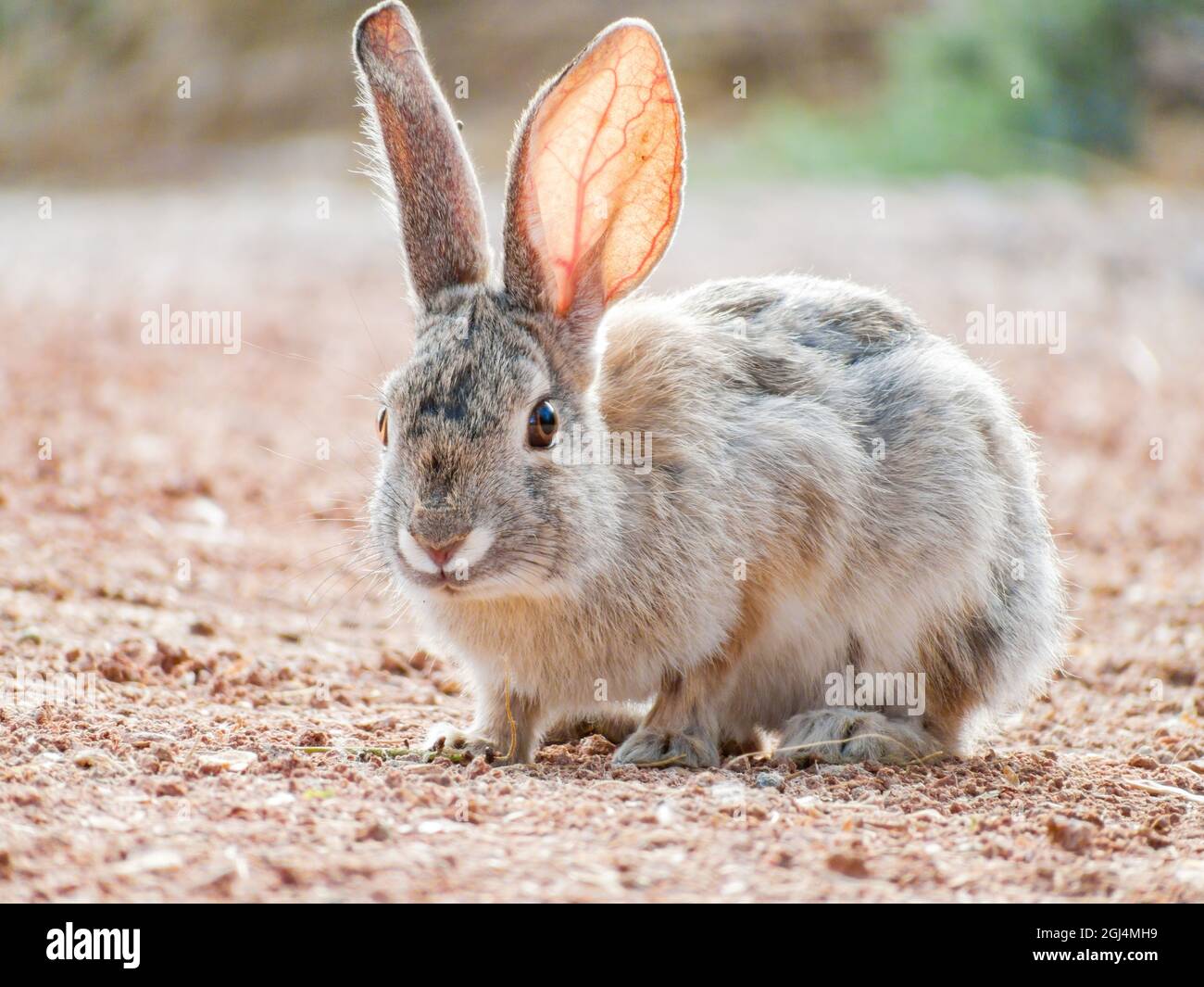 Audubons cottontail rabbits hi-res stock photography and images - Alamy