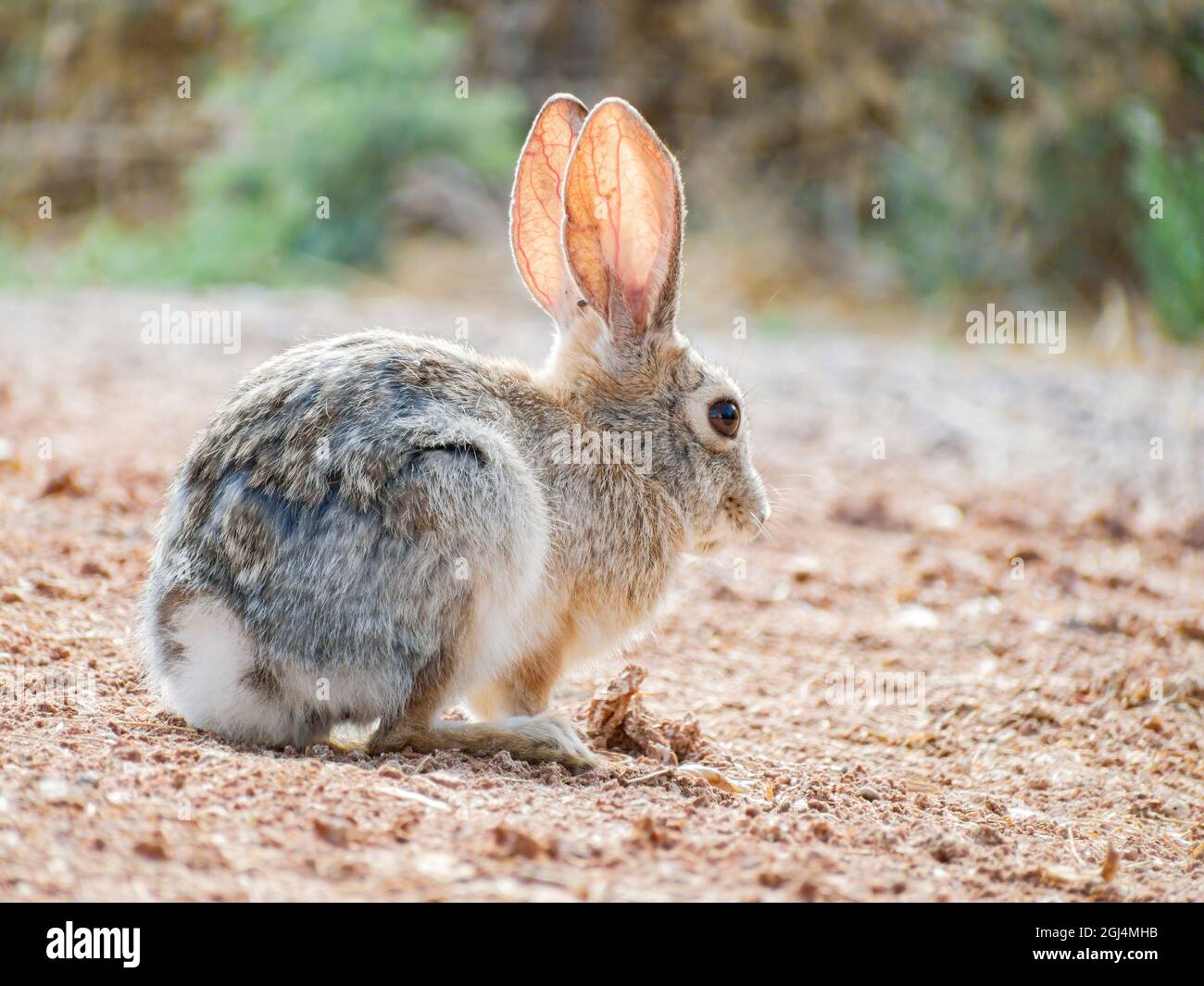Rabbits marsh hi-res stock photography and images - Alamy