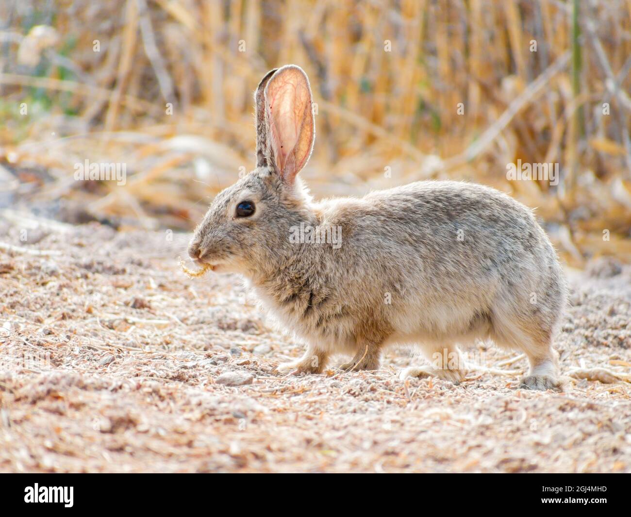 Audubons cottontail rabbits hi-res stock photography and images - Alamy