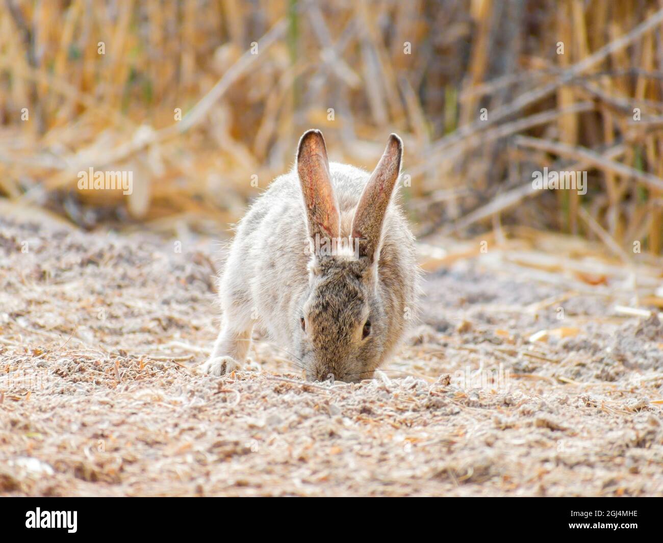 Audubons cottontail rabbits hi-res stock photography and images - Alamy