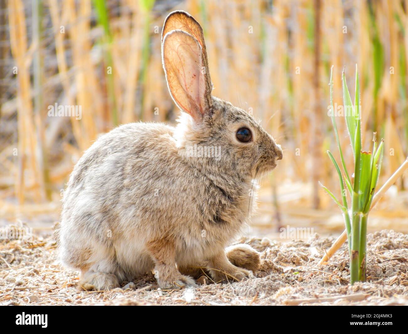 Audubons cottontail rabbits hi-res stock photography and images - Alamy