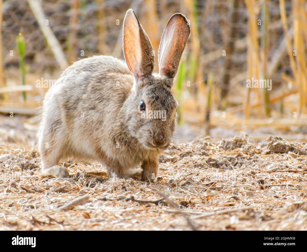 Audubons cottontail rabbits hi-res stock photography and images - Alamy