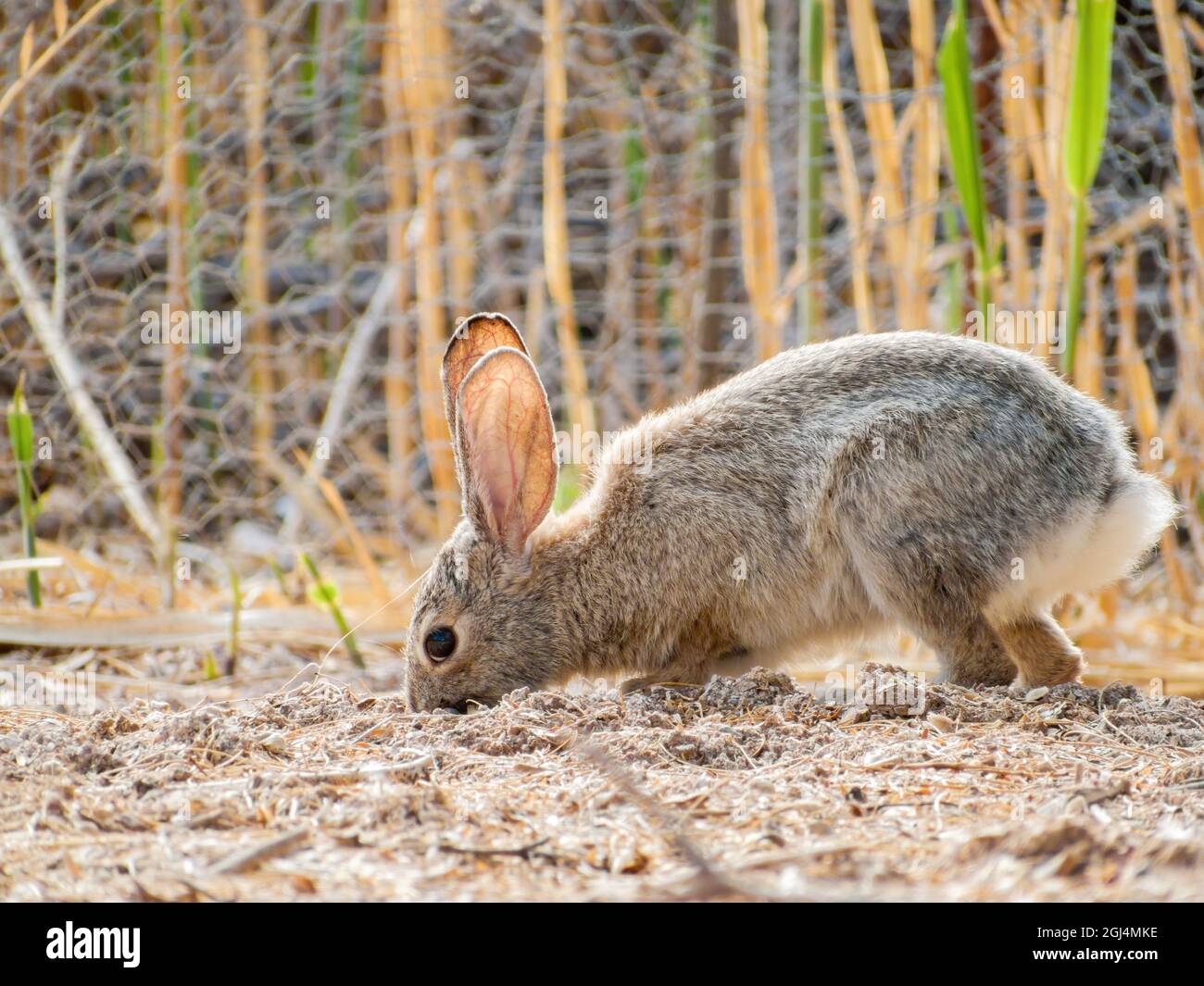 Close up shot of a cute Cottontail rabbit at Las Vegas, Nevada Stock ...