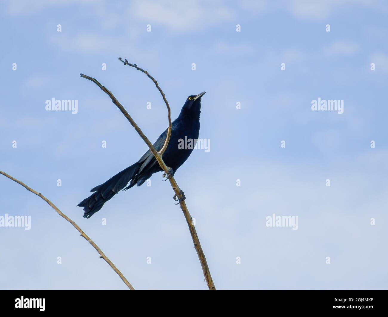 Close up shot of a Great-tailed grackle at Nevada Stock Photo - Alamy