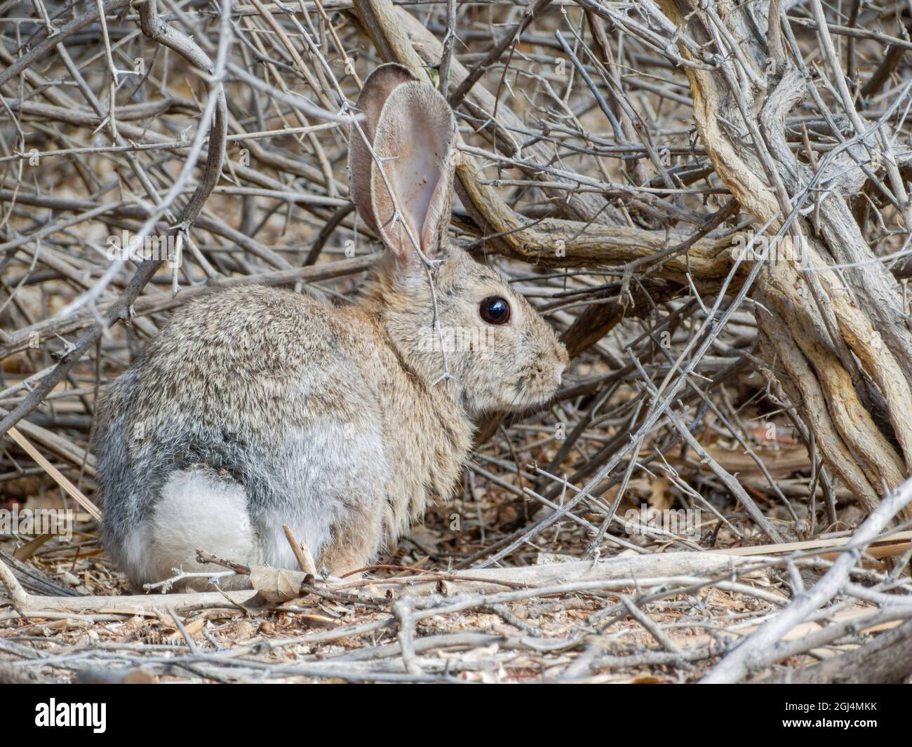 Lower marsh close hi-res stock photography and images - Alamy