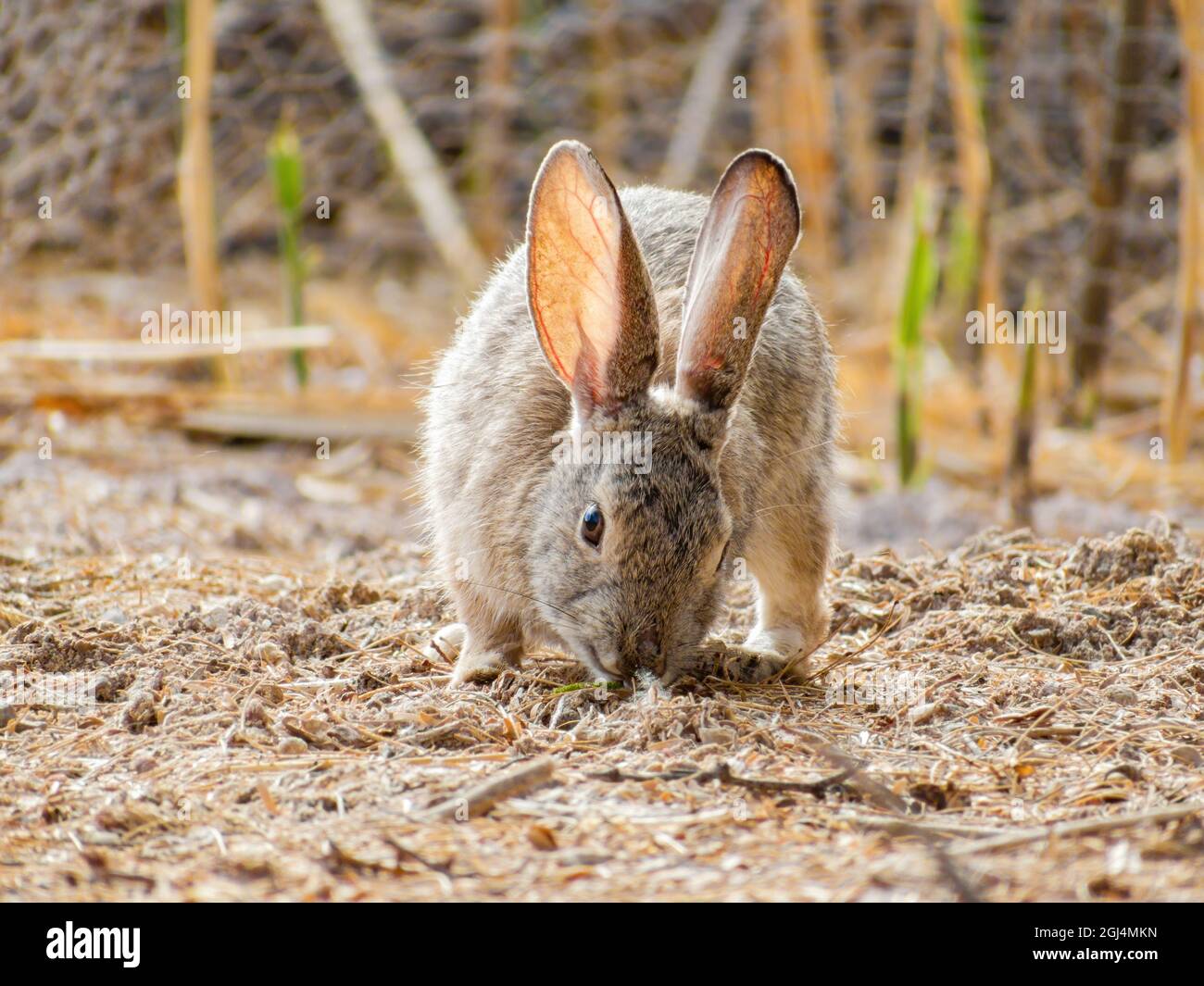 Audubons cottontail rabbits hi-res stock photography and images - Alamy
