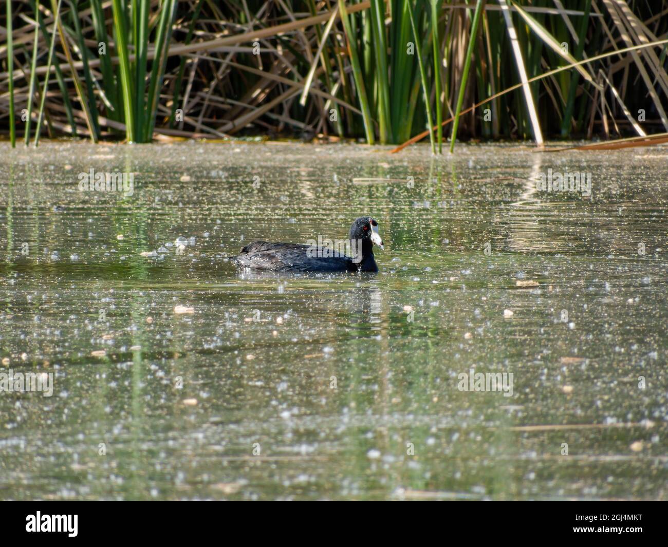 Close up shot of Eurasian coot at Las Vegas, Nevada Stock Photo - Alamy