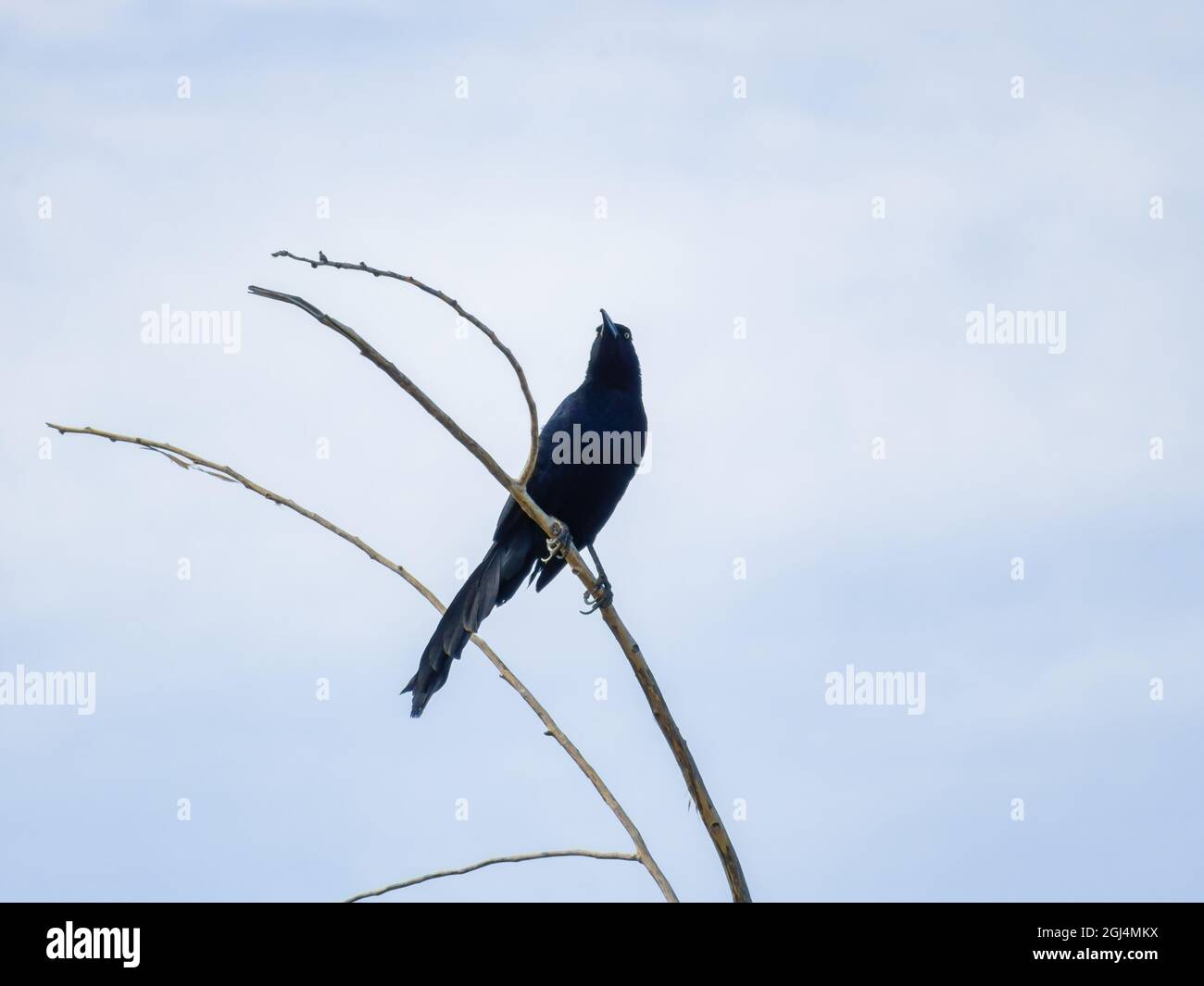 Close up shot of a Great-tailed grackle at Nevada Stock Photo - Alamy
