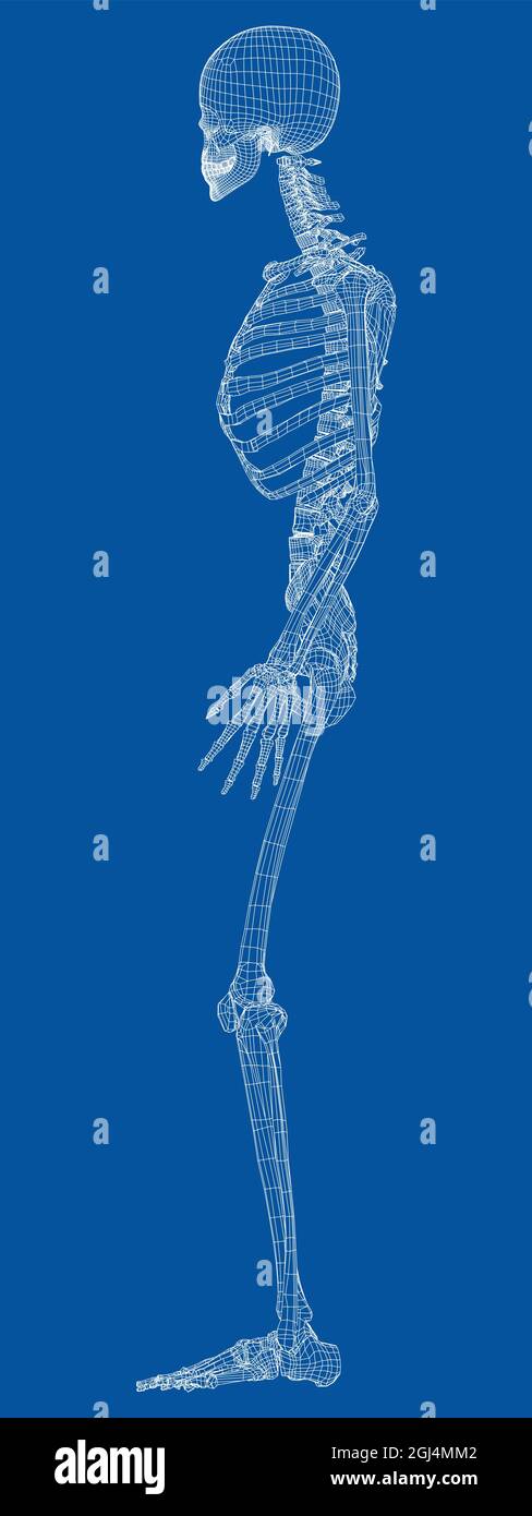 Human skeleton. Vector Stock Vector Image & Art - Alamy