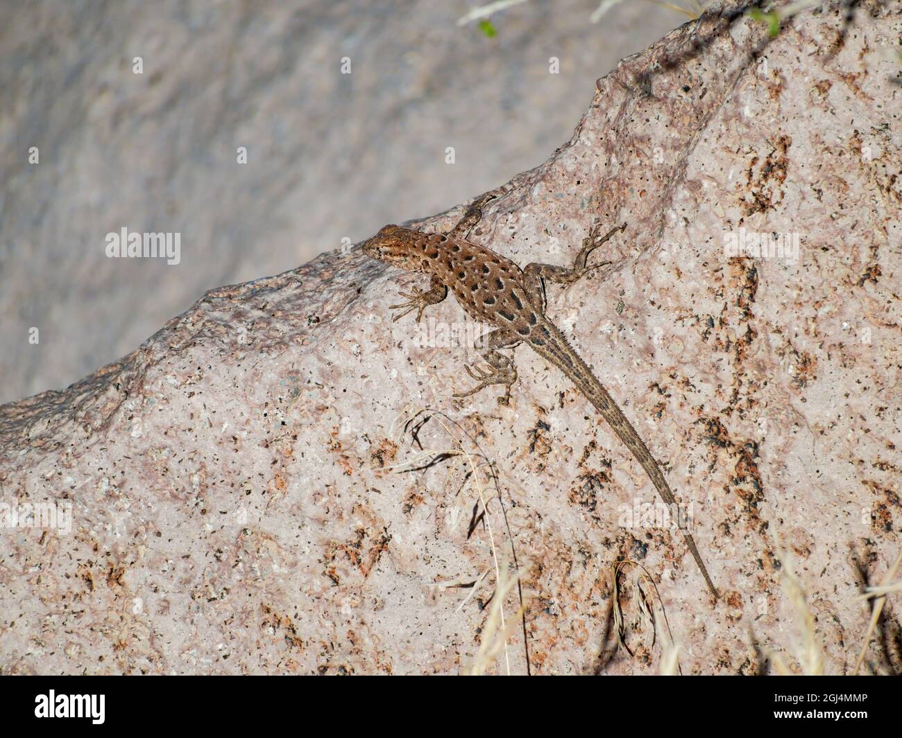 Cute lizard hi-res stock photography and images - Alamy