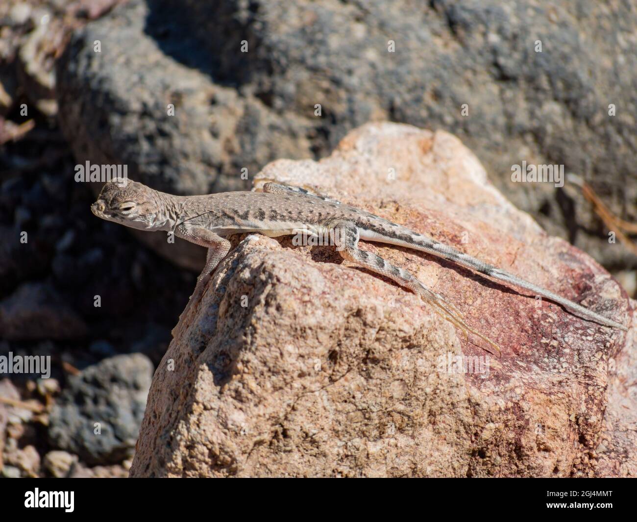 Cute lizard hi-res stock photography and images - Alamy