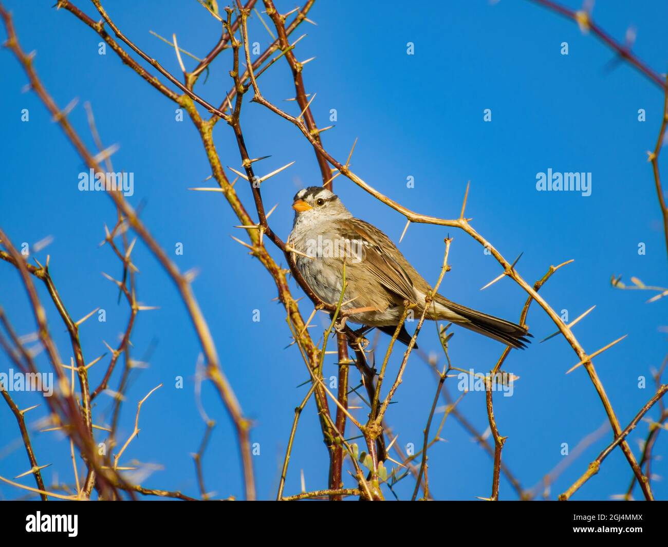Close up shot of a beautiful sparrow at Nevada Stock Photo - Alamy