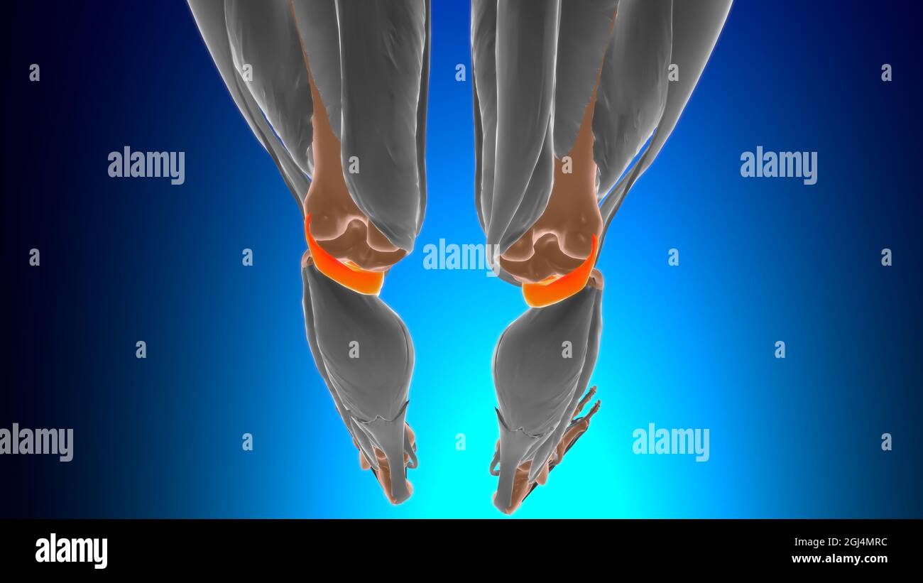Popliteus Muscle Anatomy For Medical Concept 3D Illustration Stock ...