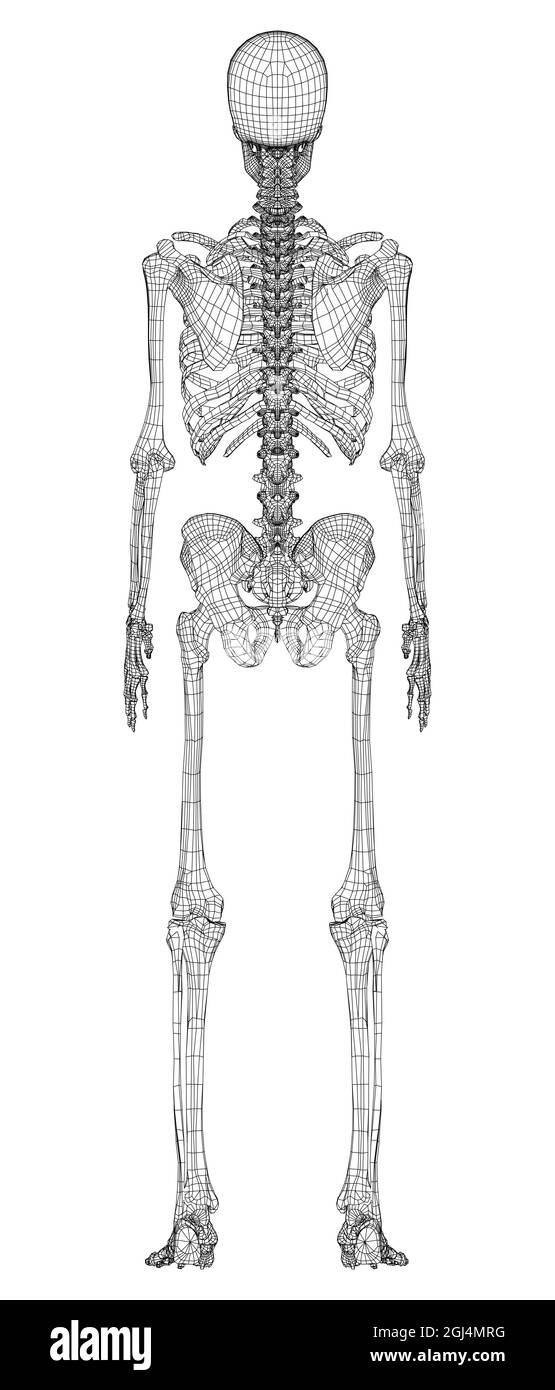 Human skeleton. Vector Stock Vector Image & Art - Alamy