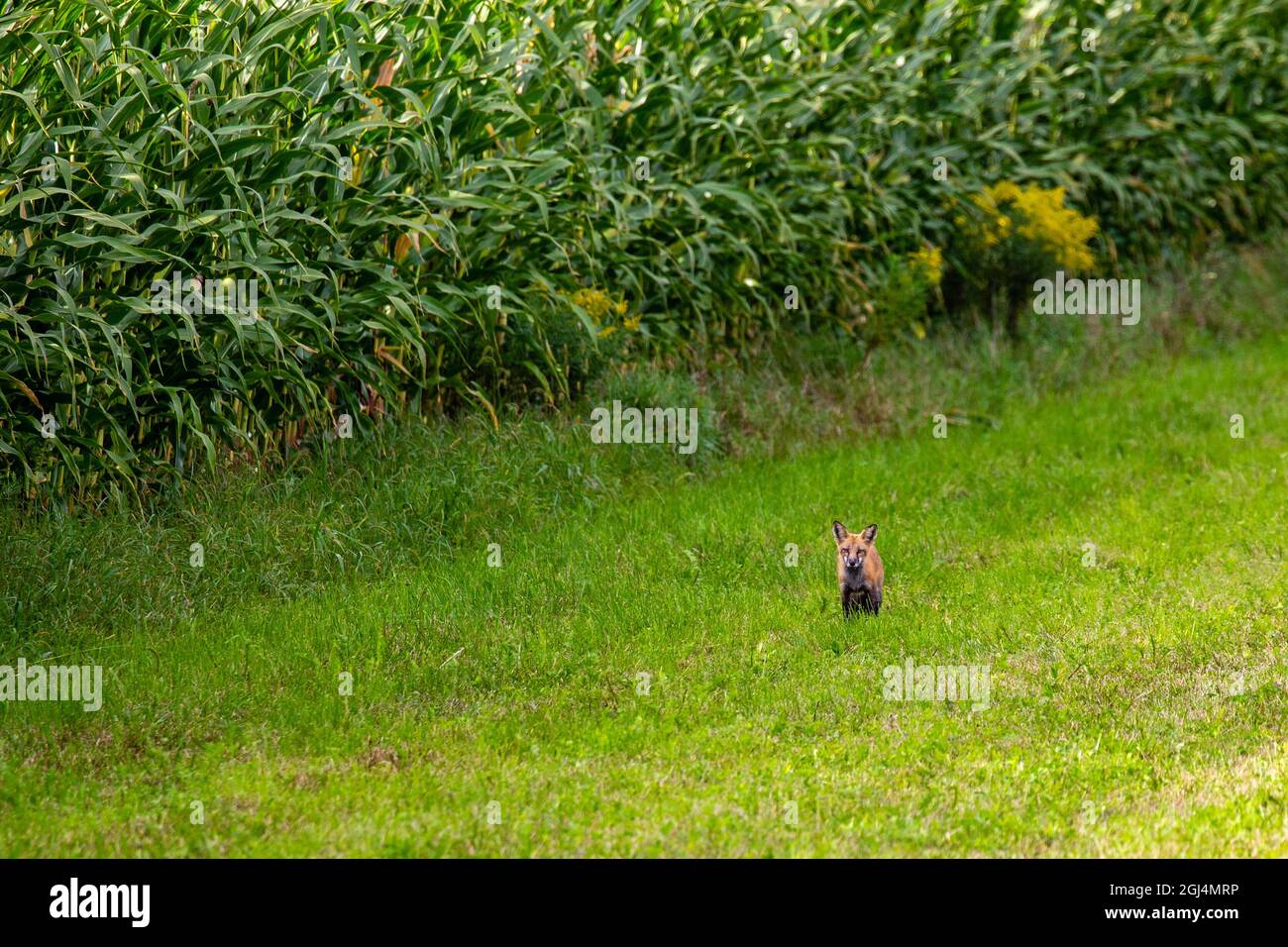 Red Fox (Vulpes vulpes) next to a Wisconsin cornfield in September ...