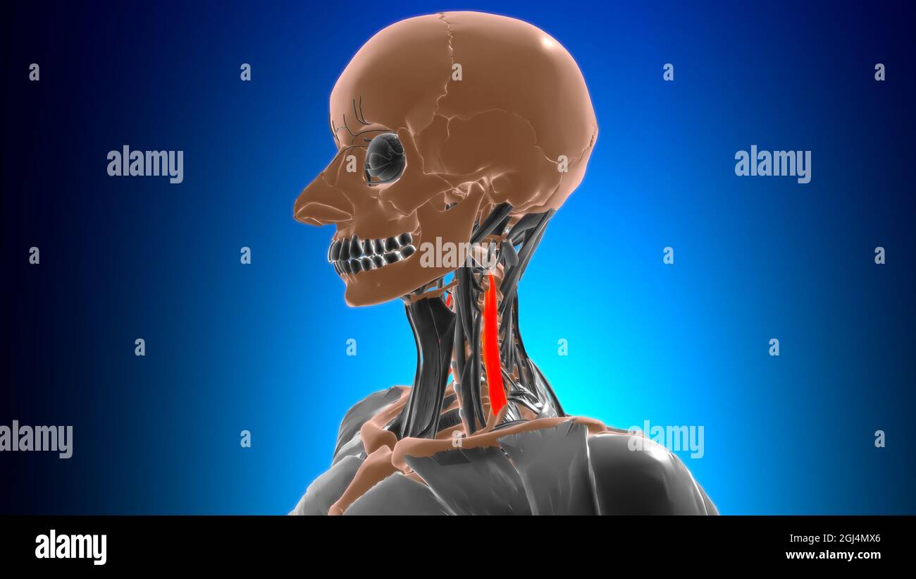 Scalenus medius Muscle Anatomy For Medical Concept 3D Illustration ...