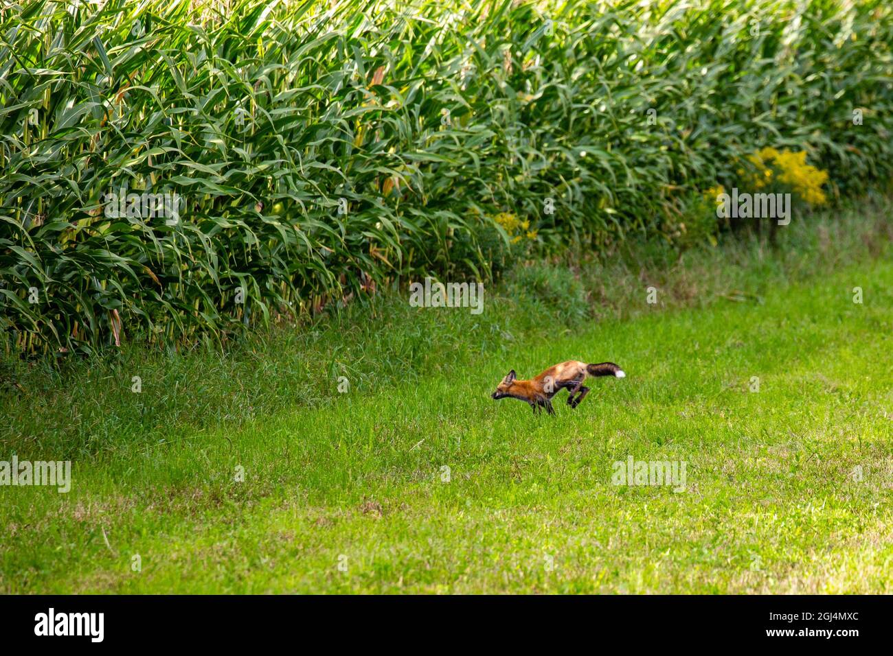 Red Fox (Vulpes vulpes) running next to a Wisconsin cornfield in ...