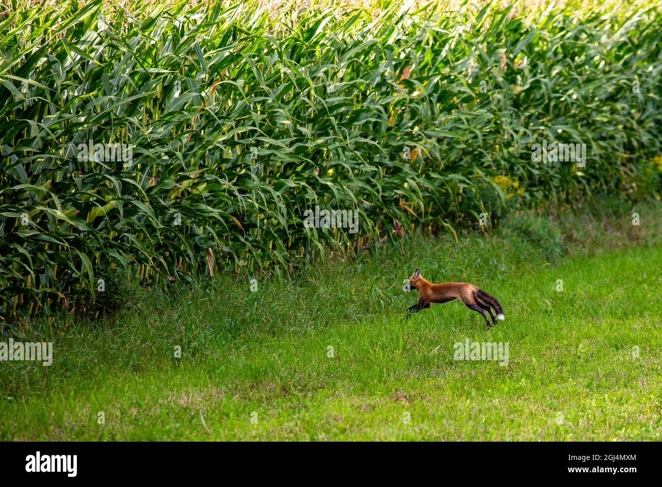 Red Fox (Vulpes vulpes) running next to a Wisconsin cornfield in ...