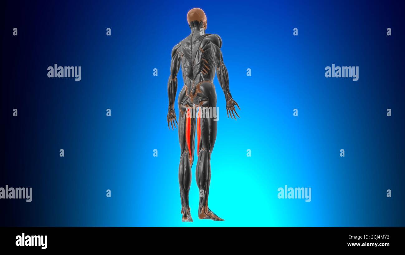 Semitendinosus Muscle Anatomy For Medical Concept 3D Illustration Stock ...