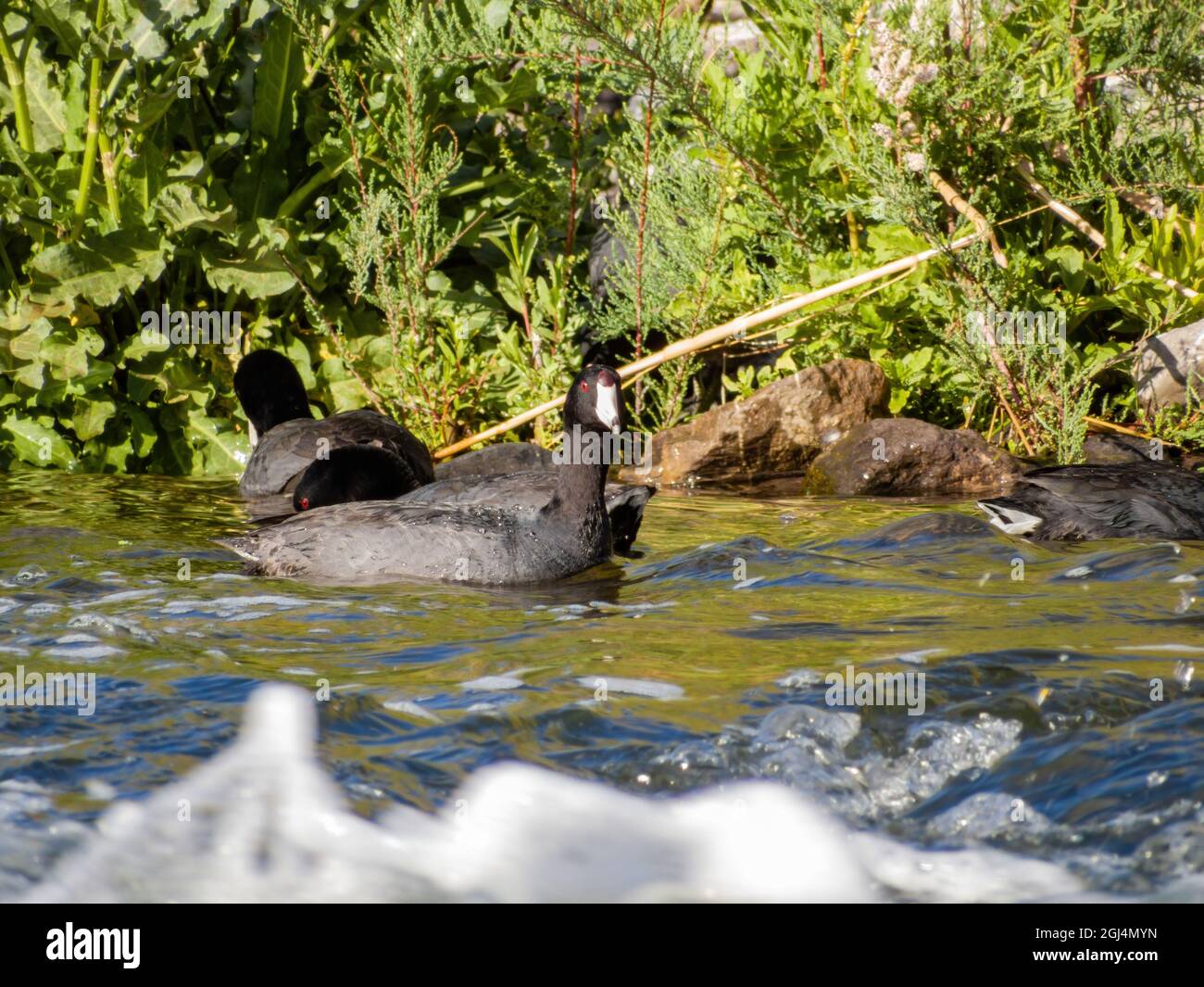 Close up shot of Eurasian coot at Las Vegas, Nevada Stock Photo - Alamy