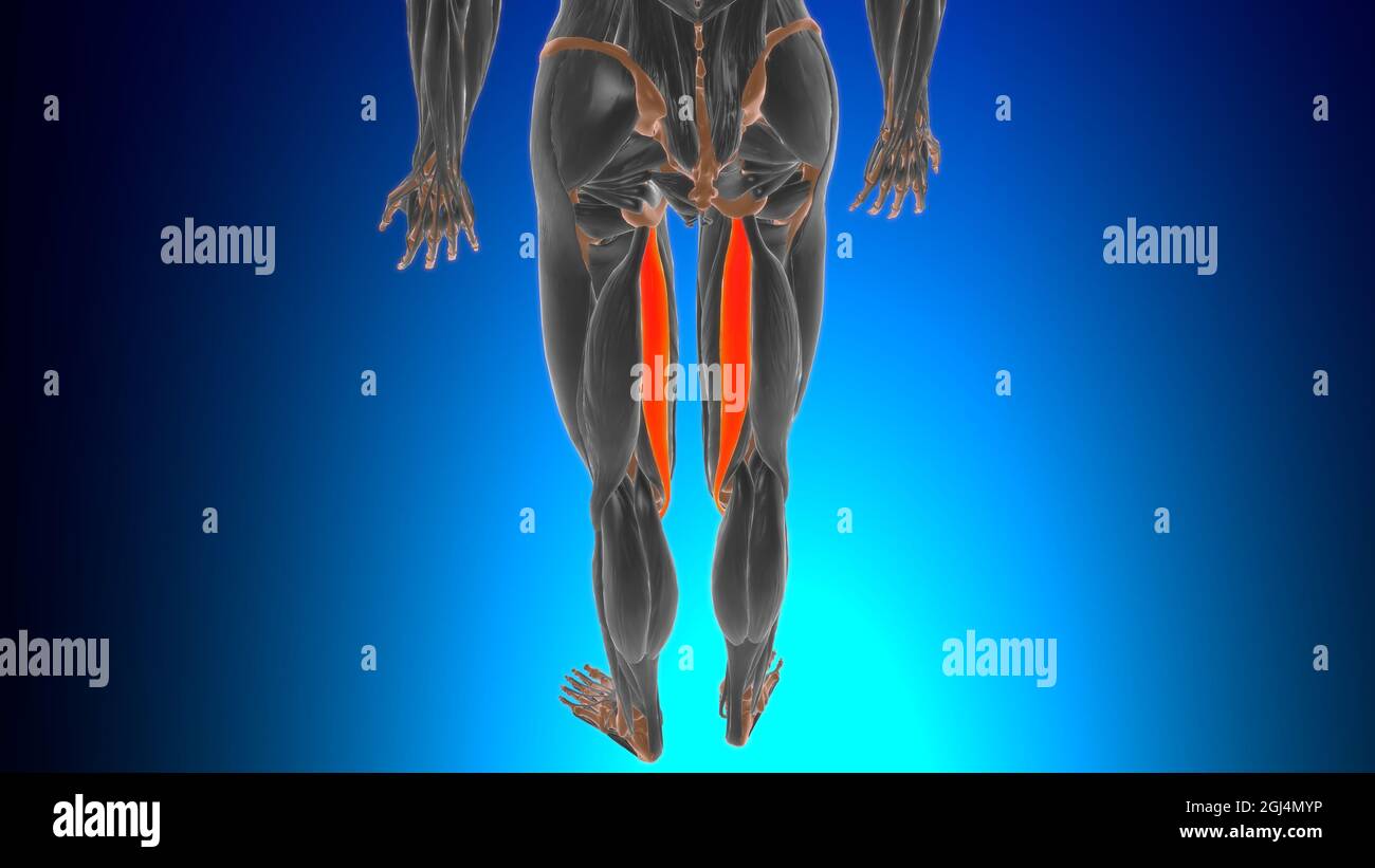Semitendinosus Muscle Anatomy For Medical Concept 3D Illustration Stock ...