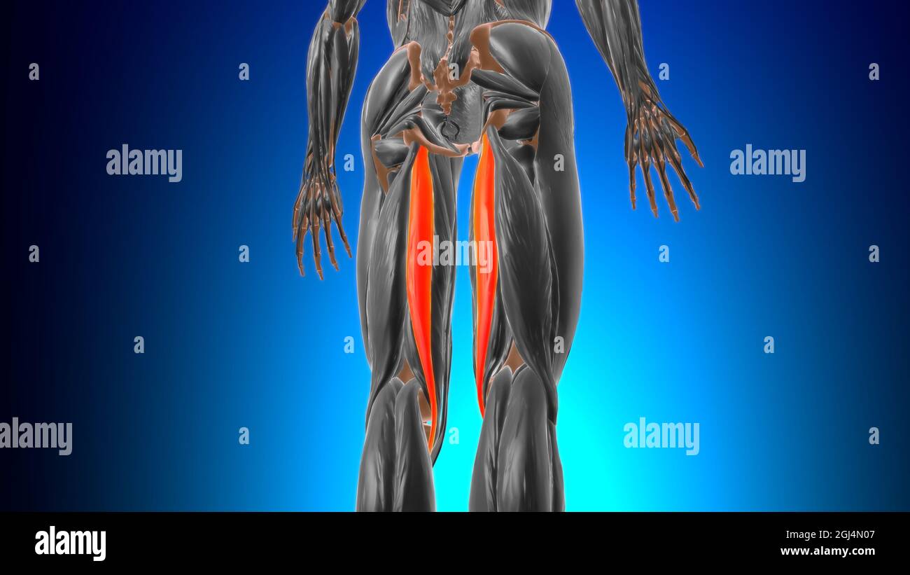 Semitendinosus Muscle Anatomy For Medical Concept 3D Illustration Stock ...
