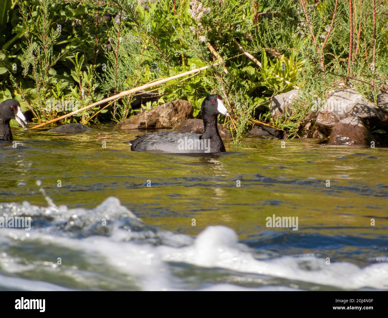 Close up shot of Eurasian coot at Las Vegas, Nevada Stock Photo - Alamy