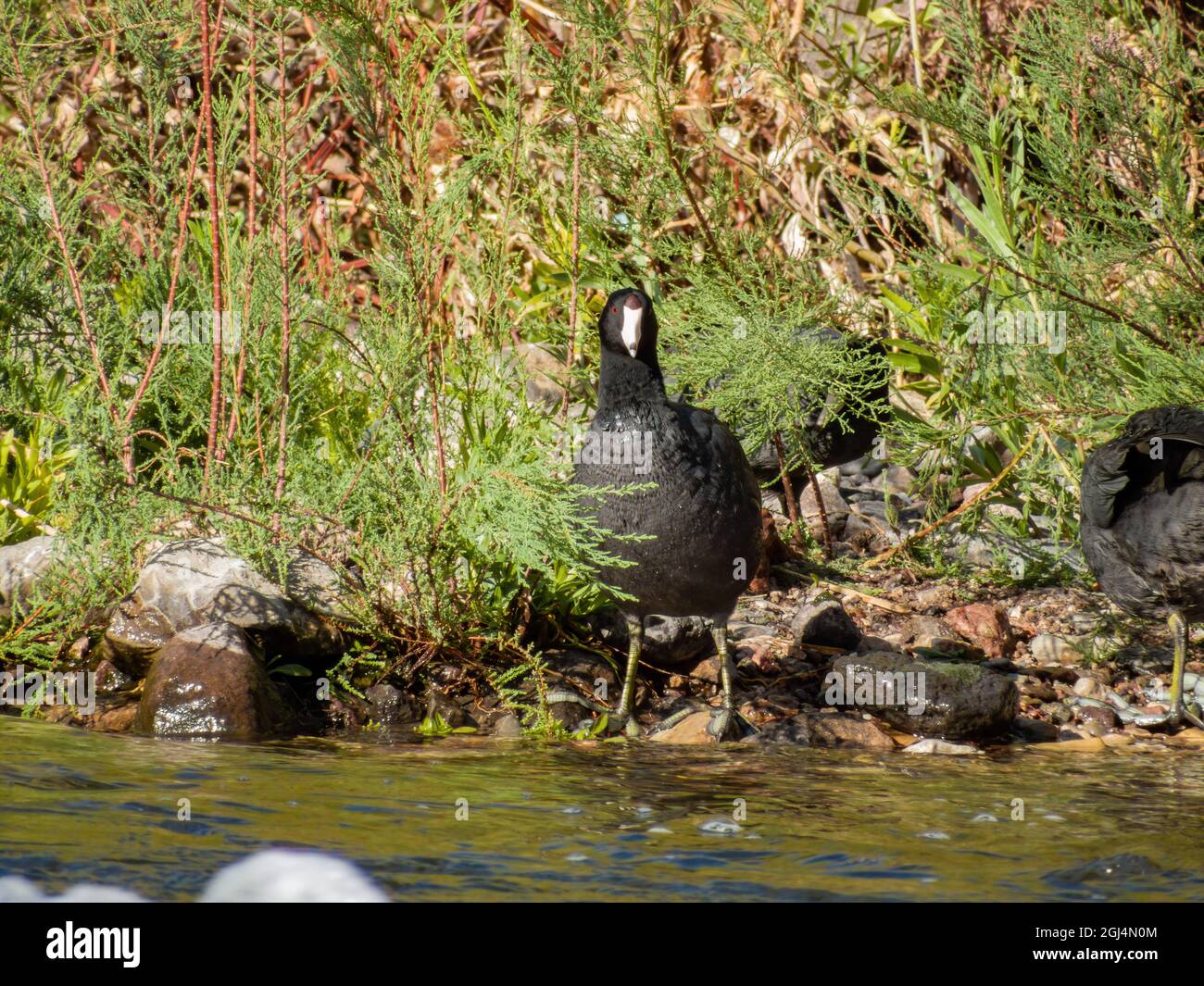 Close up shot of Eurasian coot at Las Vegas, Nevada Stock Photo - Alamy