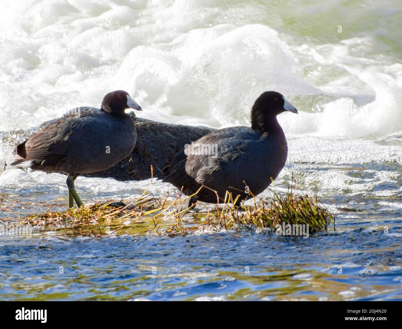 Close up shot of Eurasian coot at Las Vegas, Nevada Stock Photo - Alamy