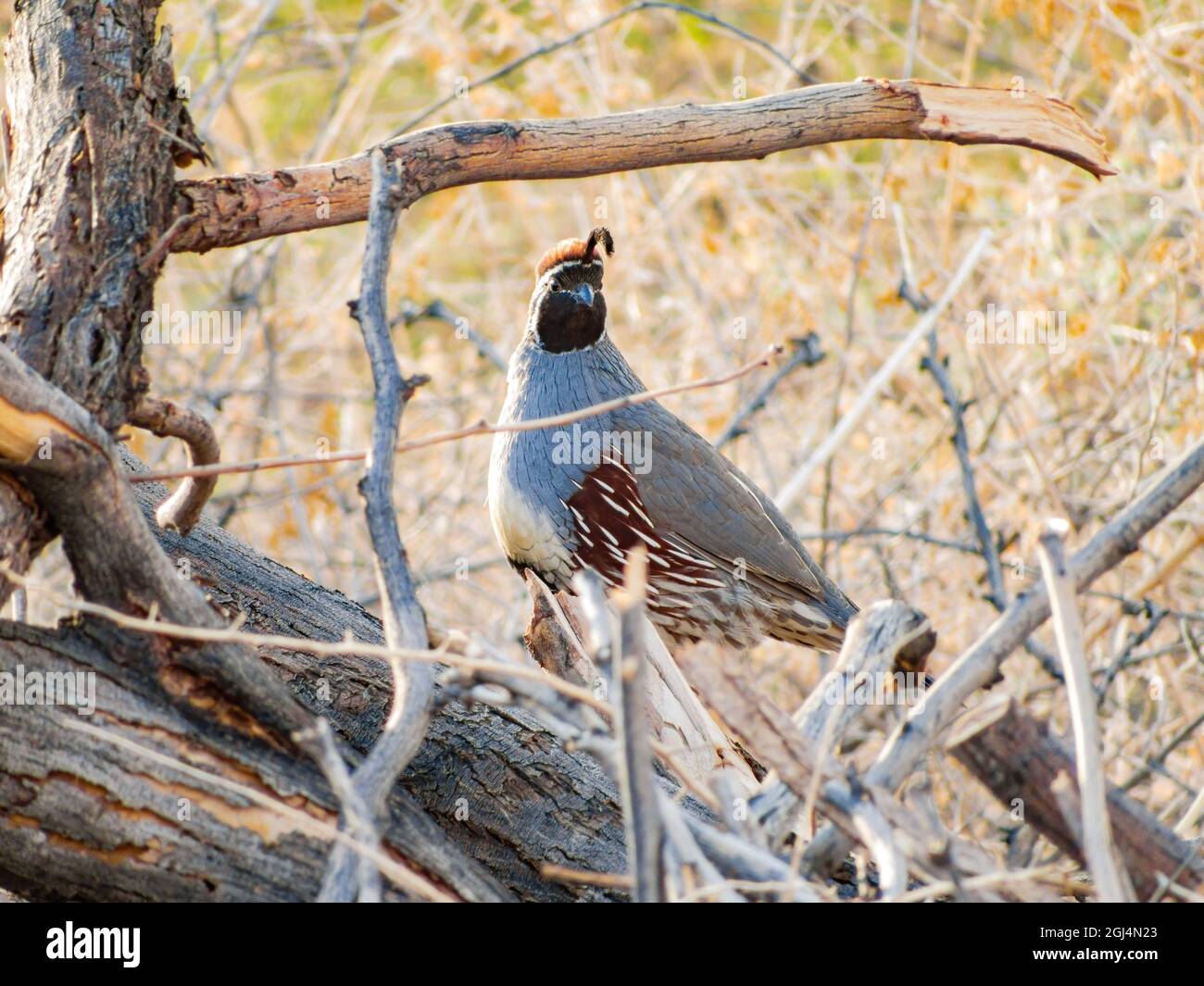 Cute quail hi-res stock photography and images - Alamy