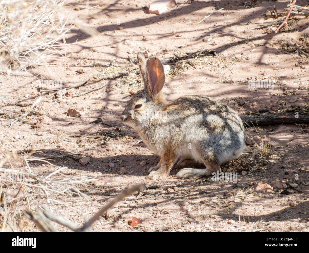 Audubons cottontail rabbits hi-res stock photography and images - Alamy