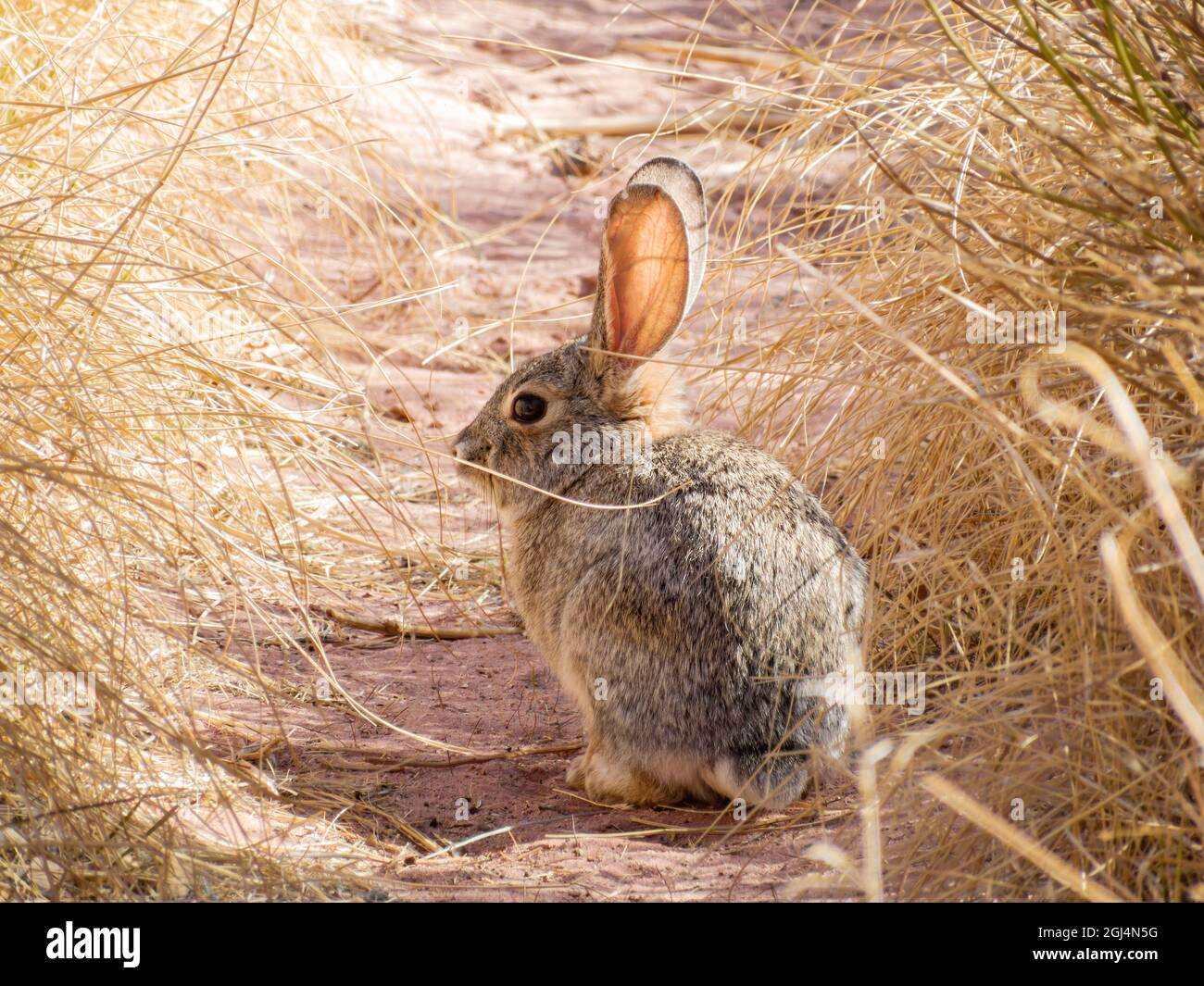 Audubons cottontail rabbits hi-res stock photography and images - Alamy