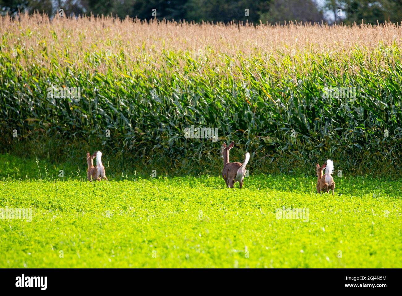 White-tailed deer (odocoileus virginianus) running next to a Wisconsin ...
