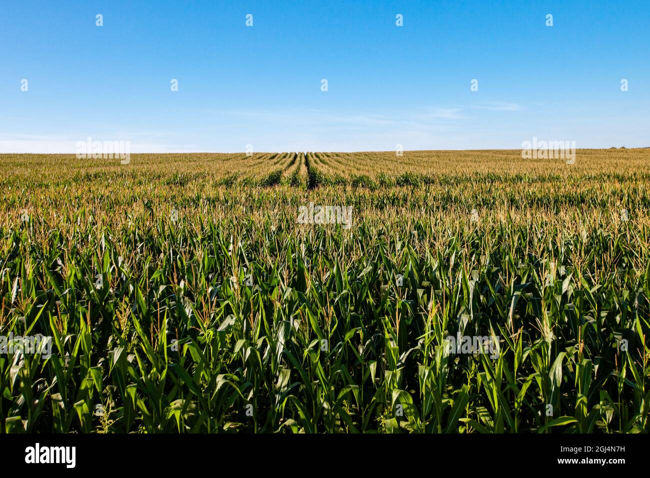 Corn crop farming hi-res stock photography and images - Alamy