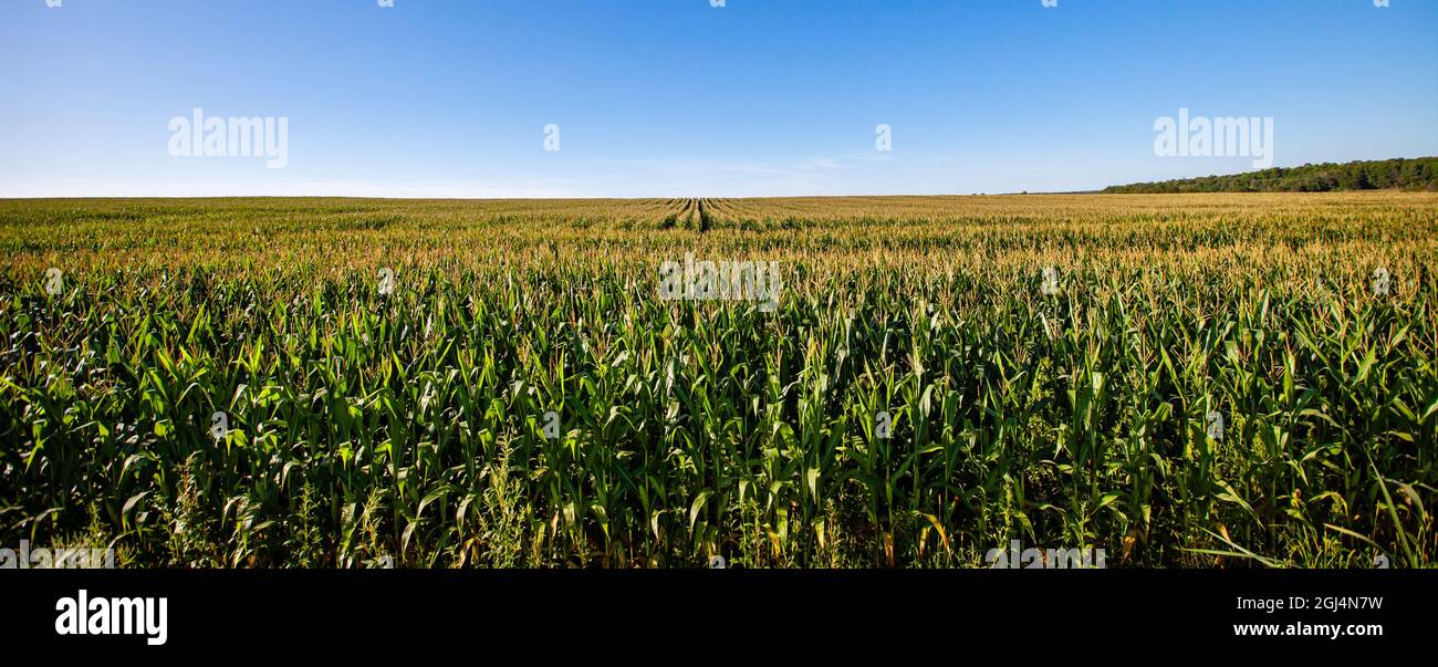 Corn crop farming hi-res stock photography and images - Alamy