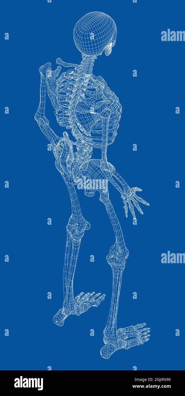 Human skeleton. Vector Stock Vector Image & Art - Alamy
