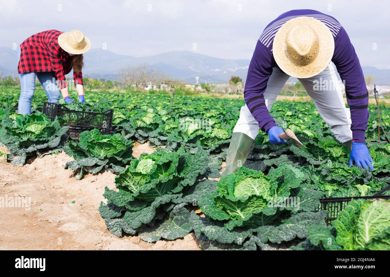 Group of gardeners picking harvest of fresh cabbage Stock Photo - Alamy