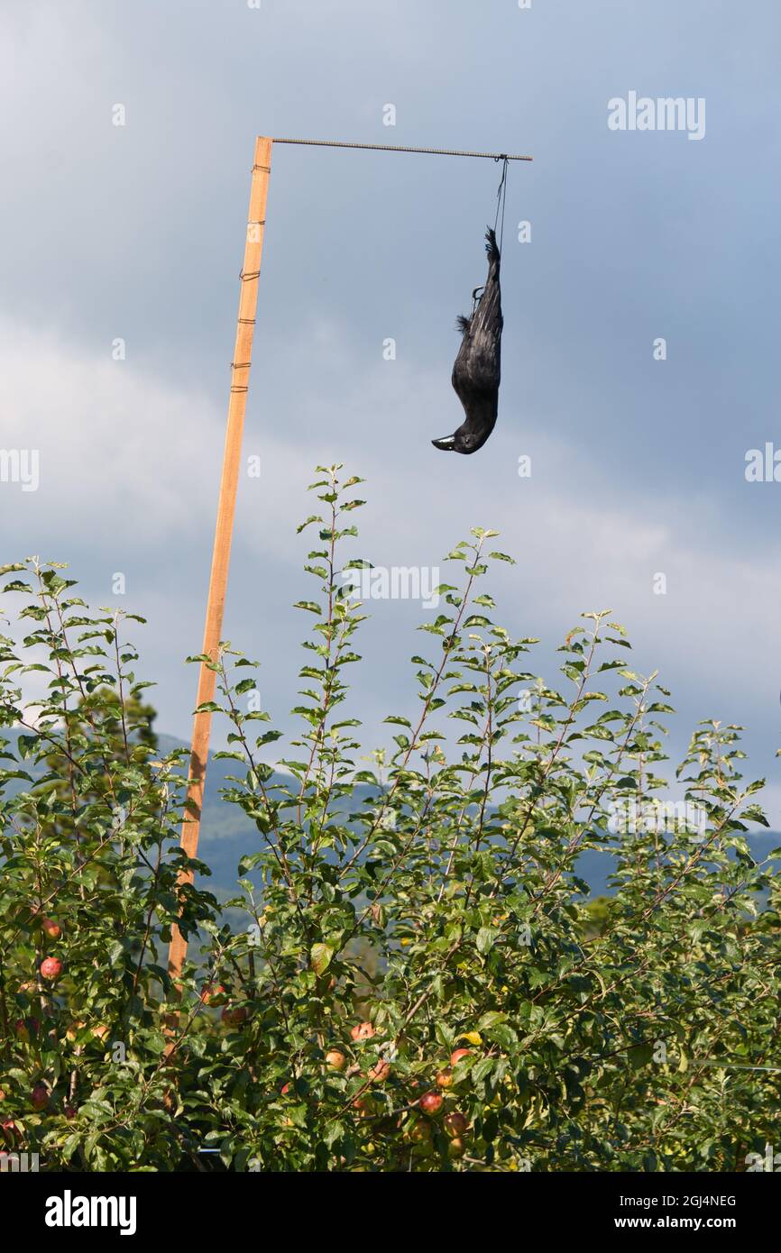 Fake bird hi-res stock photography and images - Alamy