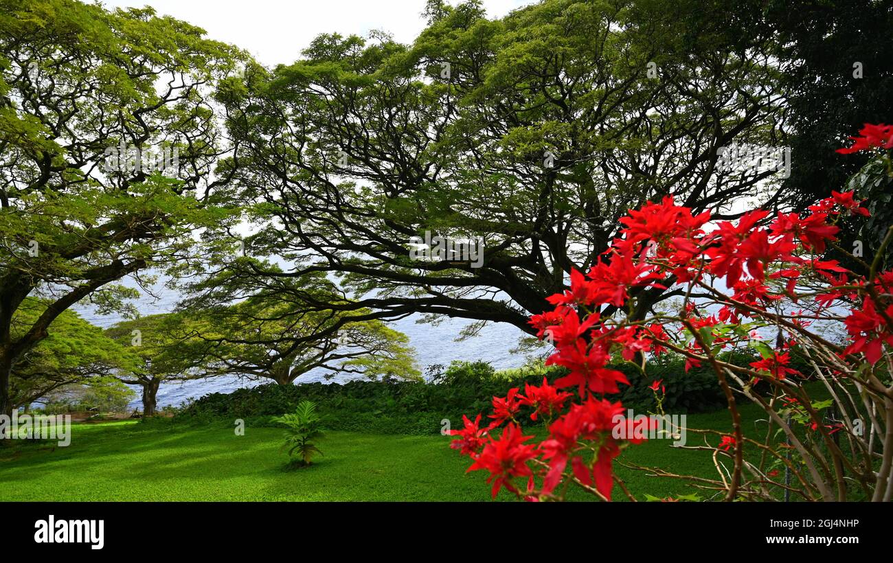 MAUI, HAWAII, USA...VIEWS ALONG THE HANA HIGHWAY...POINCIANA TREE Stock ...