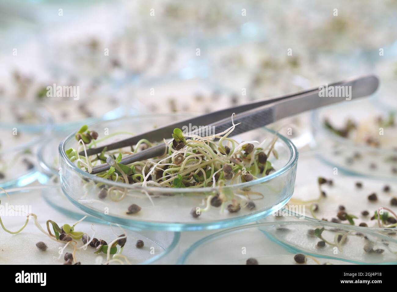 Studying mold on germinated seeds in a science laboratory Stock Photo ...