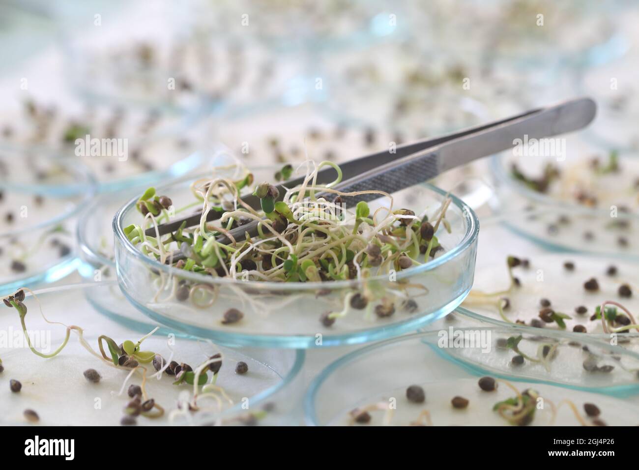 Studying mold on germinated seeds in a science laboratory Stock Photo ...