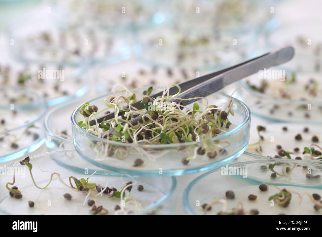 Studying mold on germinated seeds in a science laboratory Stock Photo ...