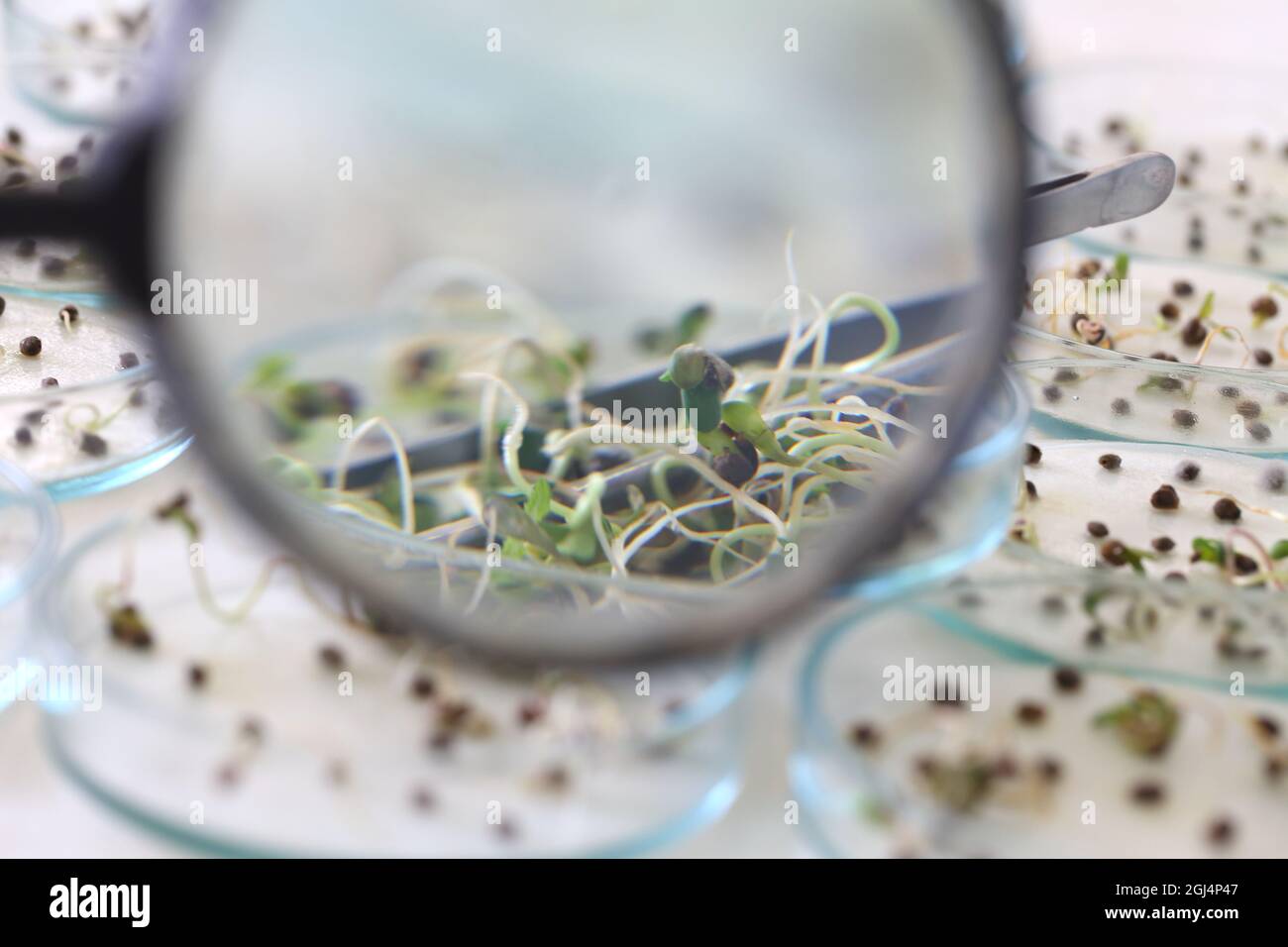 Observing mold on hemp seedlings through a magnifying glass Stock Photo ...