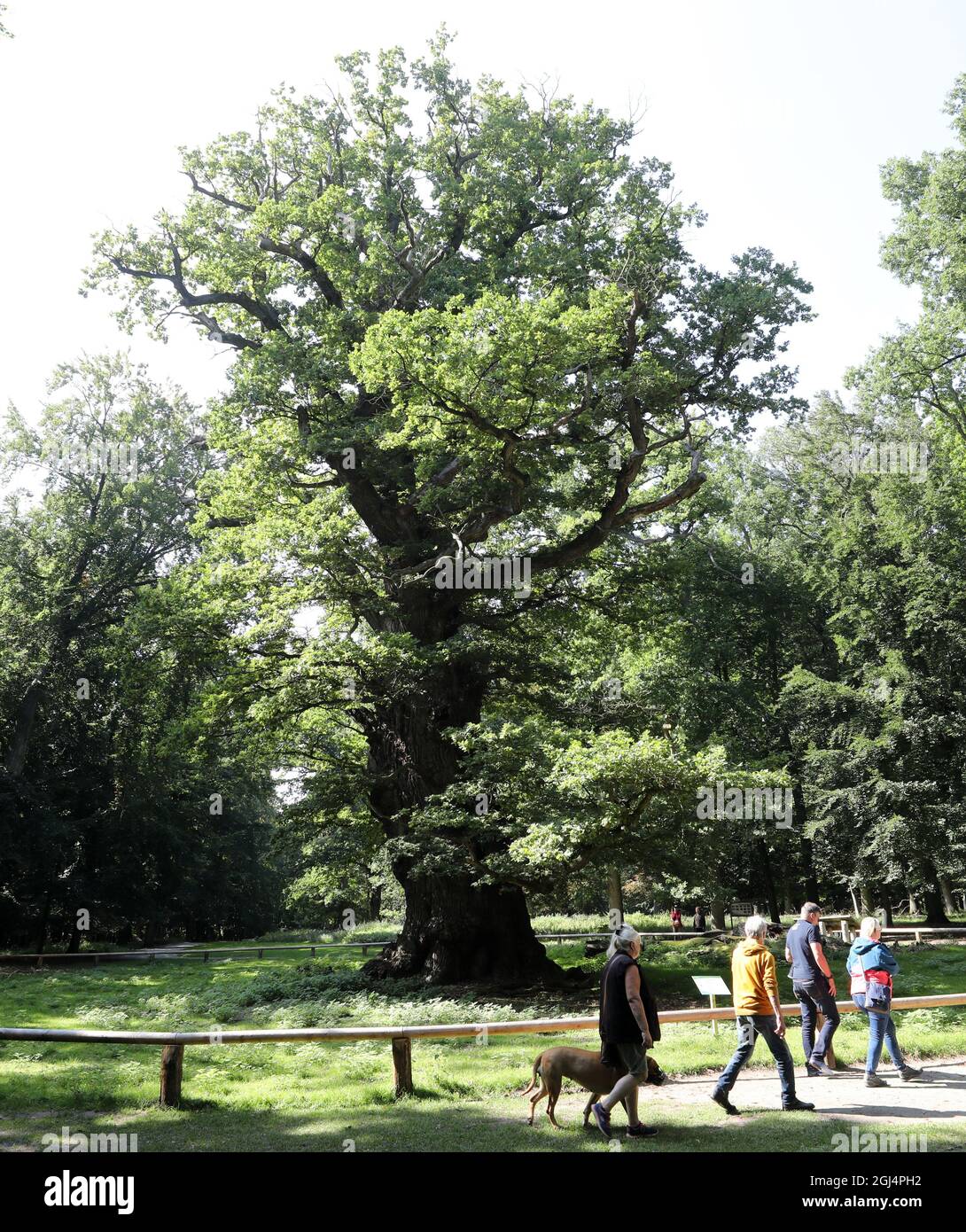 Ivenack, Germany. 03rd Sep, 2021. Visitors to the Ivenack Zoo stand in front of the mightiest of ...