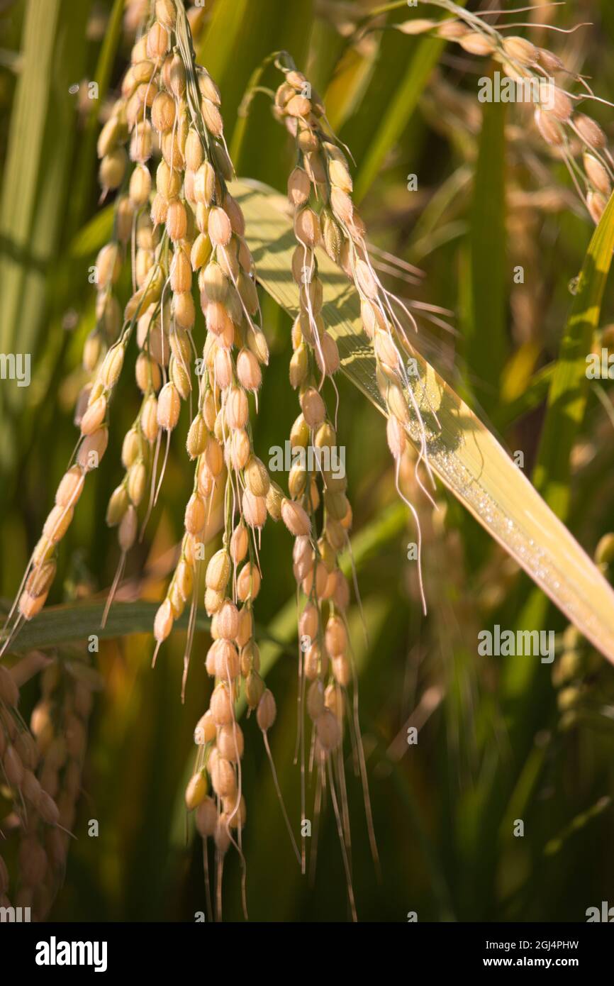 Ears of rice hi-res stock photography and images - Alamy