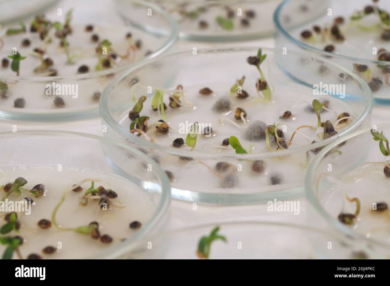 Studying mold on germinated seeds in a science laboratory Stock Photo ...