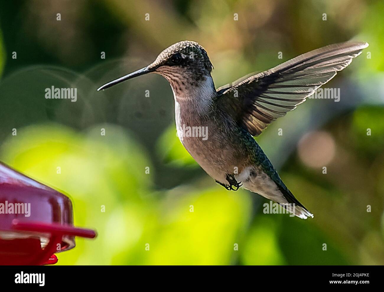Rufous Hummingbird hovers over the feeder Stock Photo - Alamy